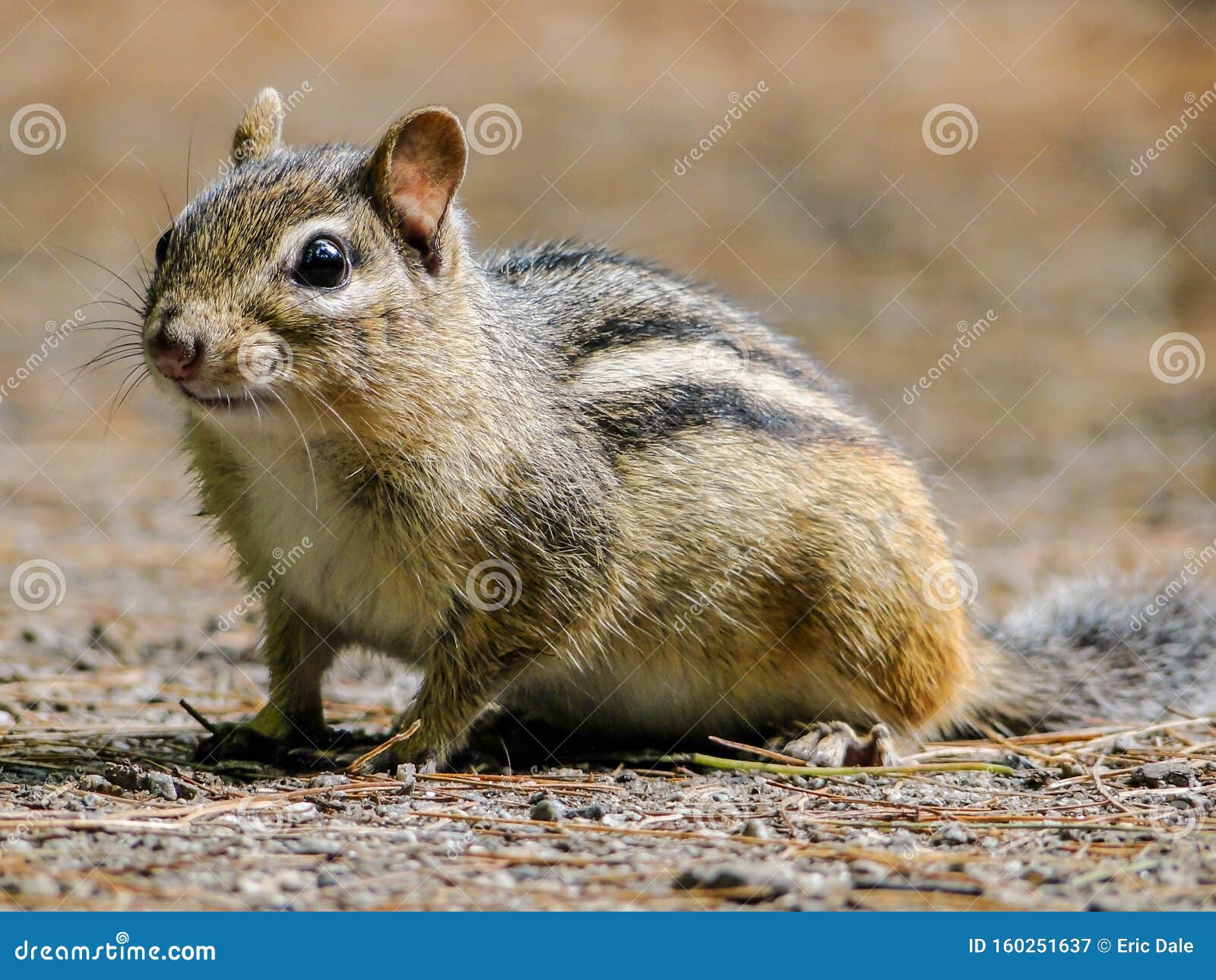 Alert Chipmunk on the Ground Stock Image - Image of nature, portrait ...