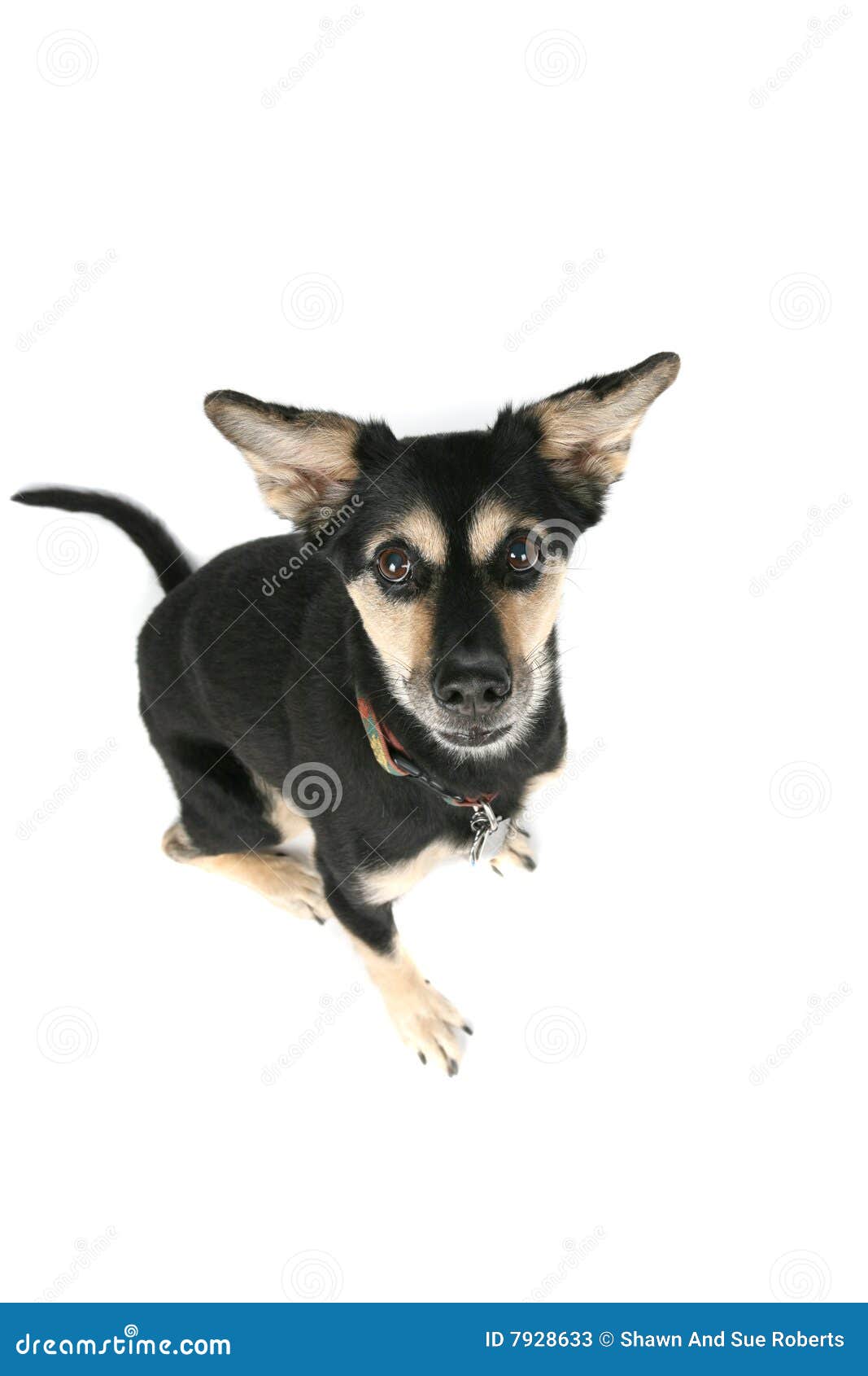 Cute, alert looking dog stock image. Image of portrait - 7928633