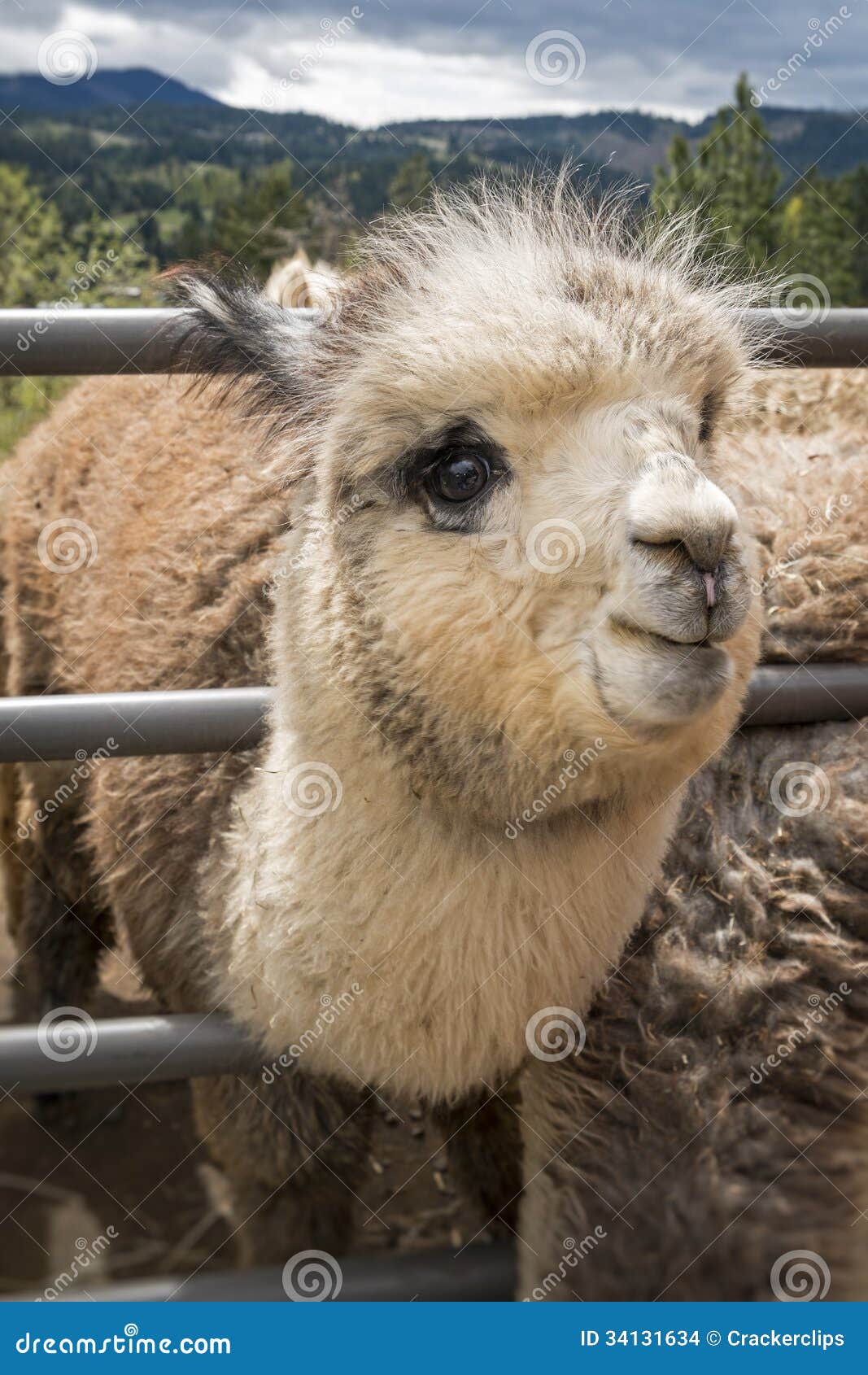 Cute Alpaca stock photo. Image of gate, nose, eyes, livestock - 34131634