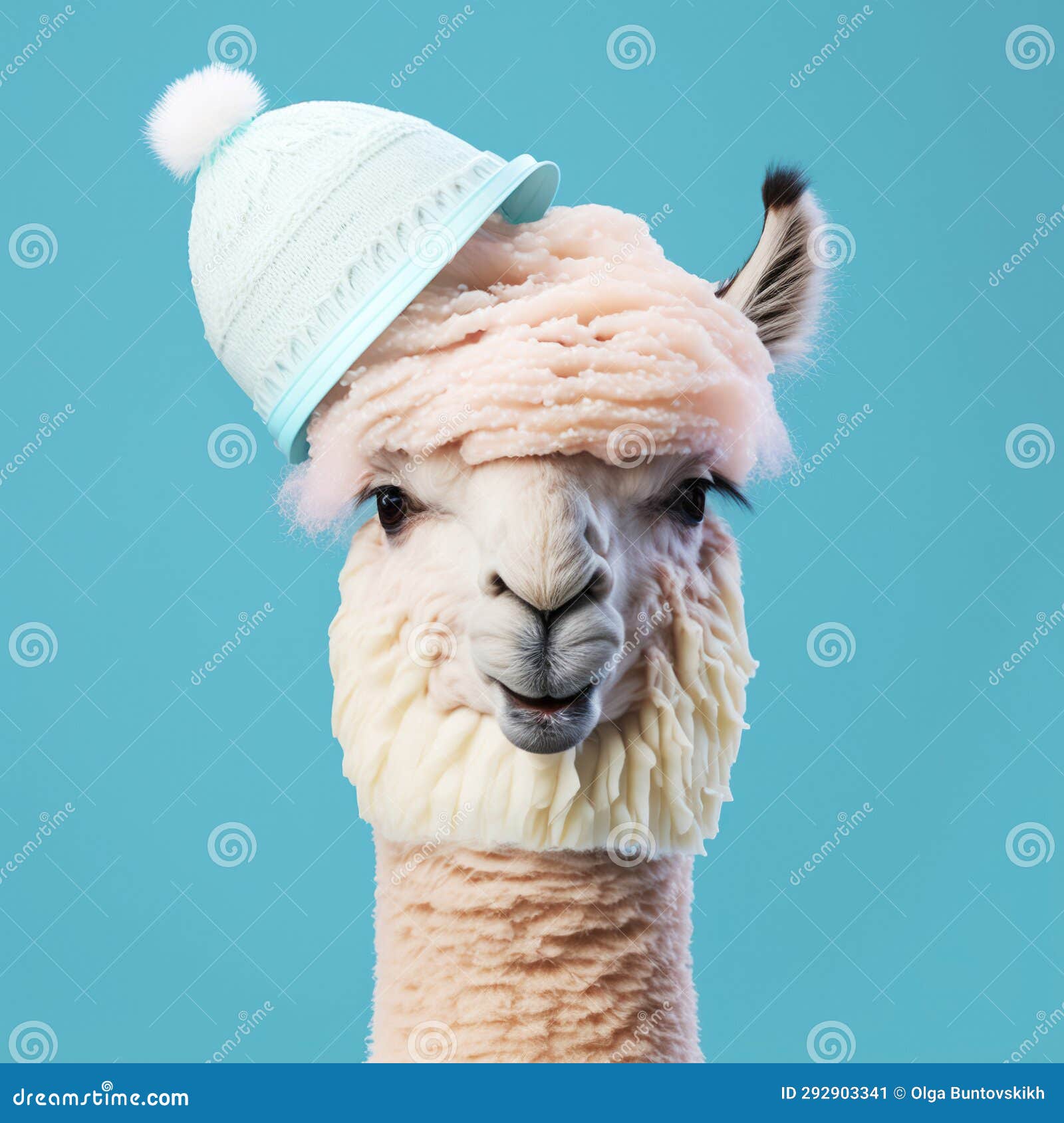 Cute Alpaca Lama Wearing a Hat on a Blue Isolated Background ...
