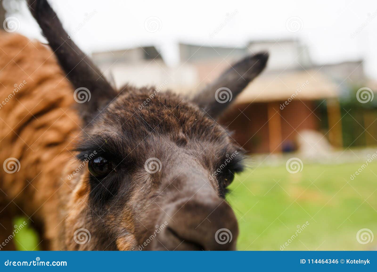 Cute Alpaca in Peru stock photo. Image of nature, llama - 114464346