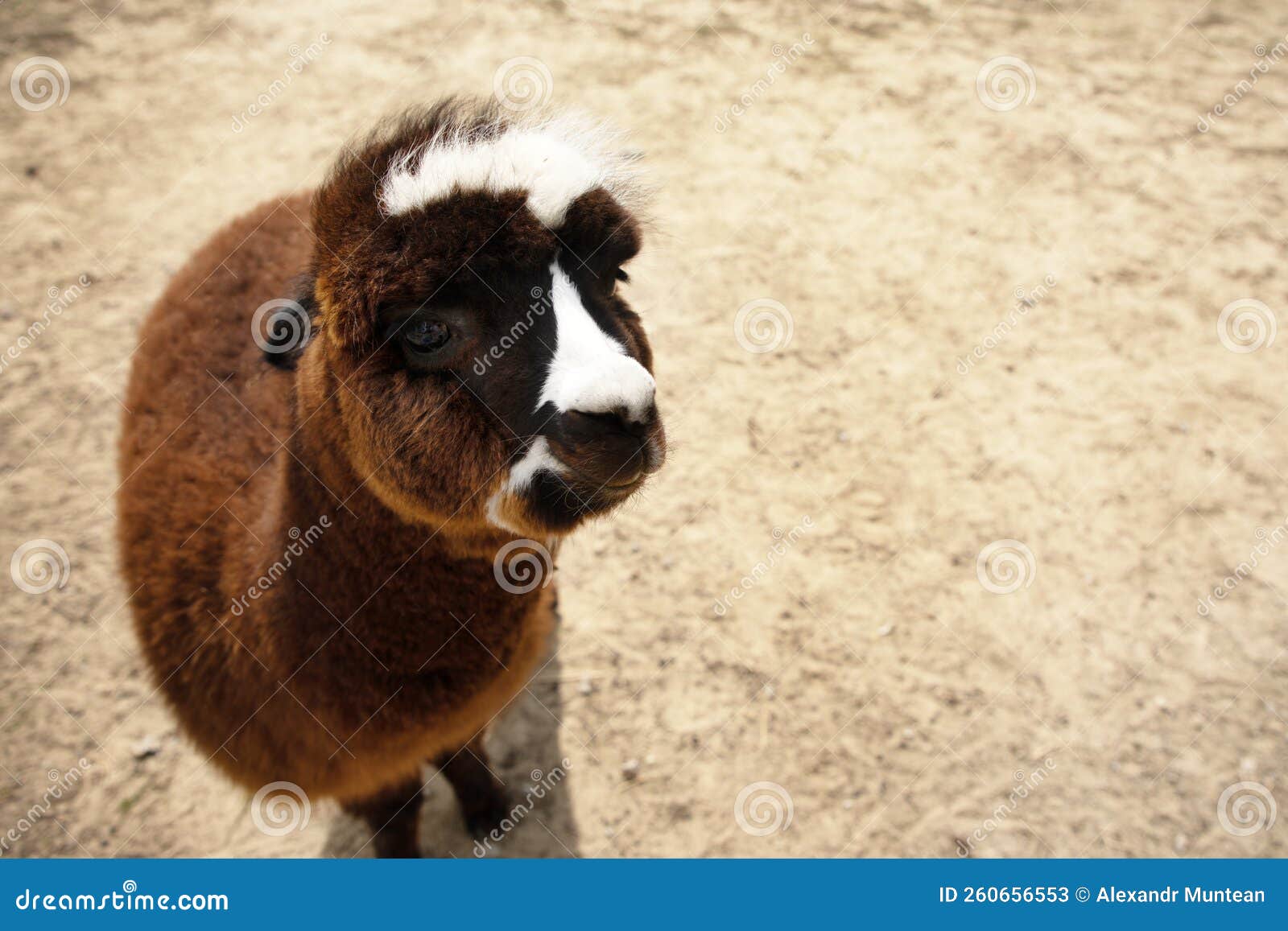 Cute alpaca stock image. Image of portrait, wool, llama - 260656553