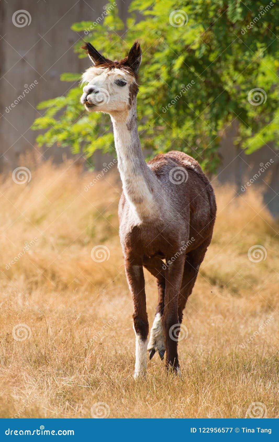 Cute Alpaca in Grass stock image. Image of field, grass - 122956577