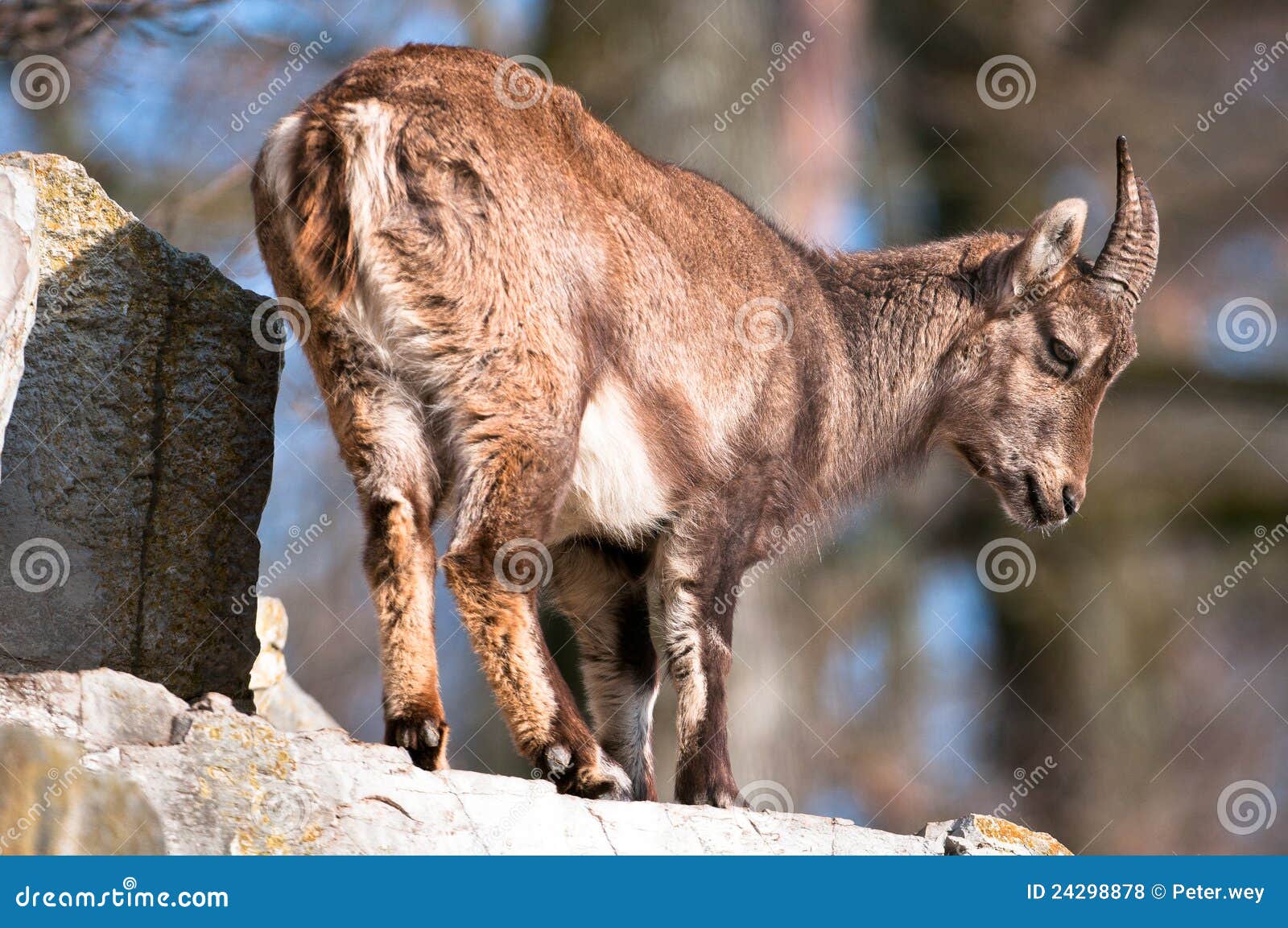 Cute alpine ibex baby stock photo. Image of outdoor, rock - 24298878