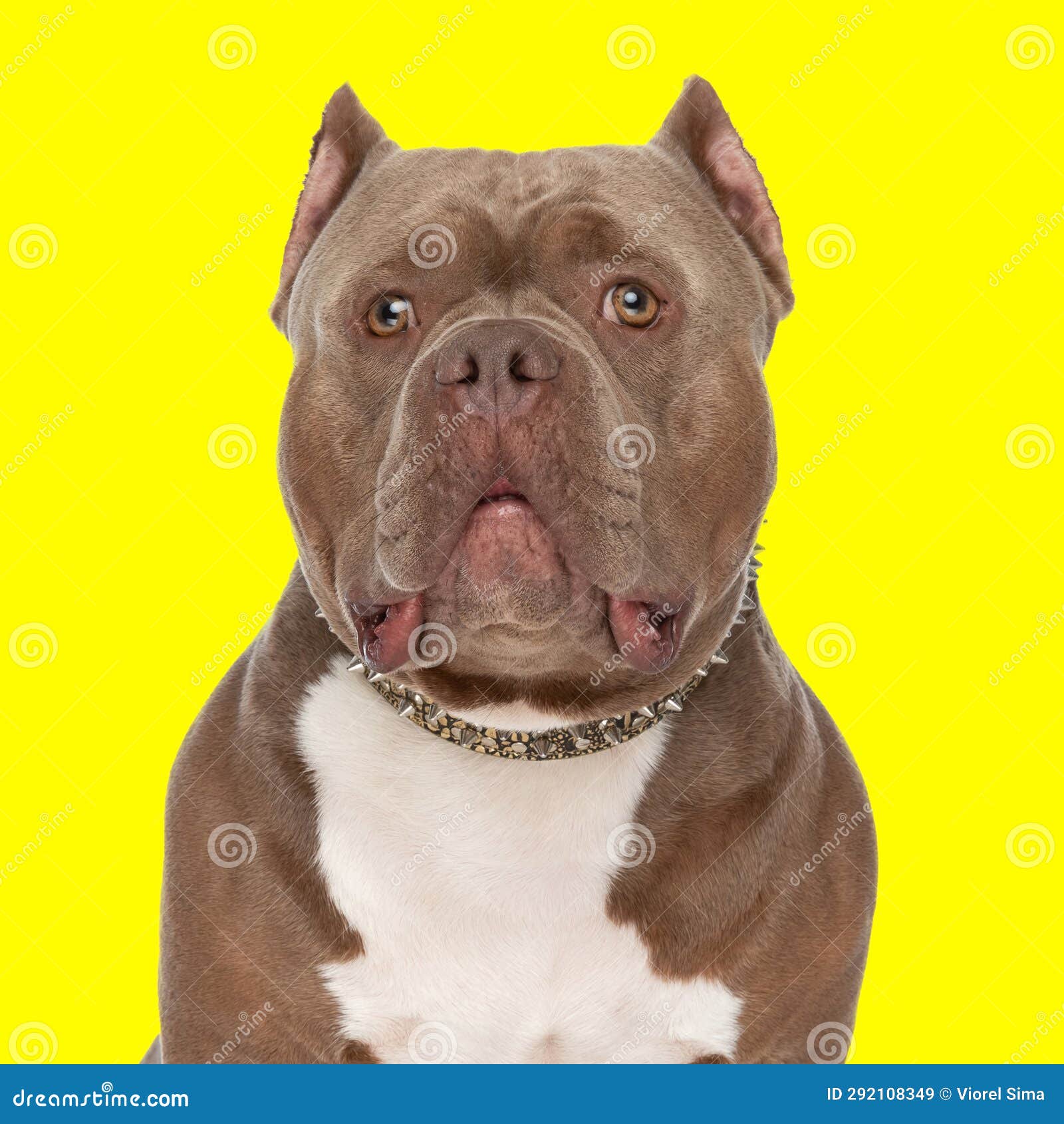 Cute American Bully Dog with Collar Looking Forward and Sitting Stock ...