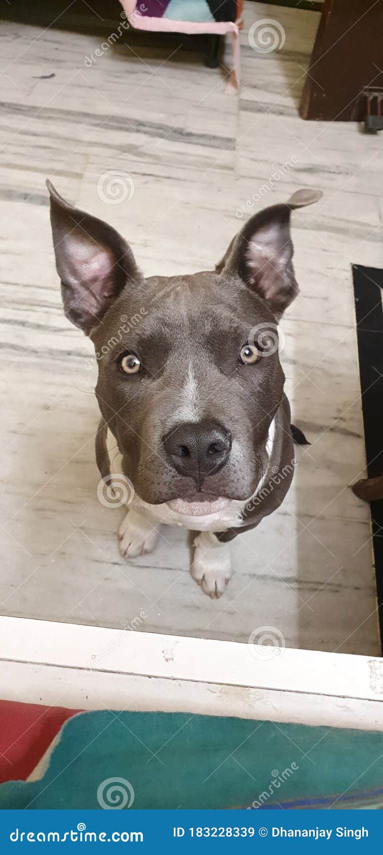 Cute American Bully pup stock image. Image of american - 183228339