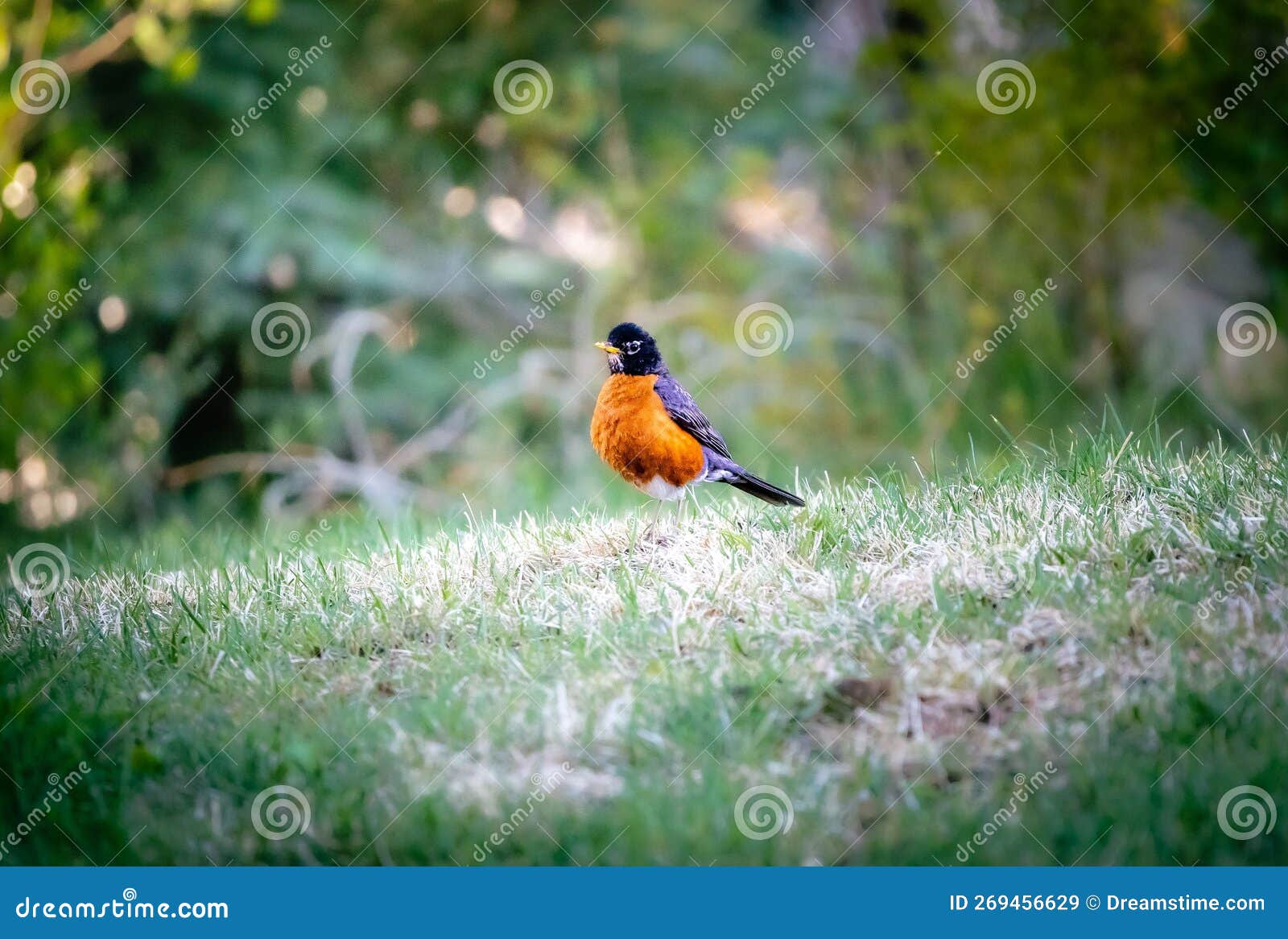 Cute American Red Robin Sitting in Grass Stock Image - Image of ...