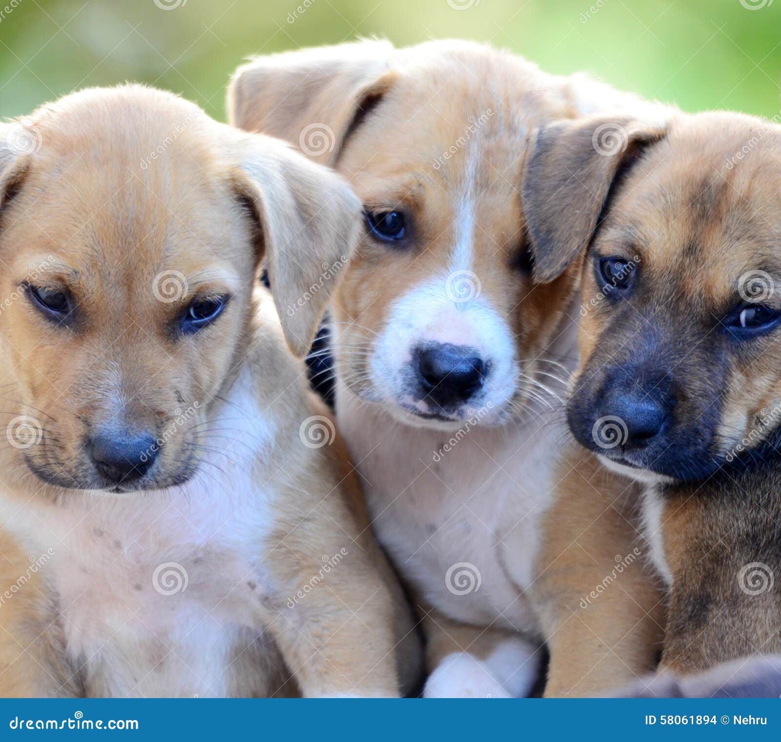Cute amstaff puppies stock photo. Image of dogs, looking - 58061894
