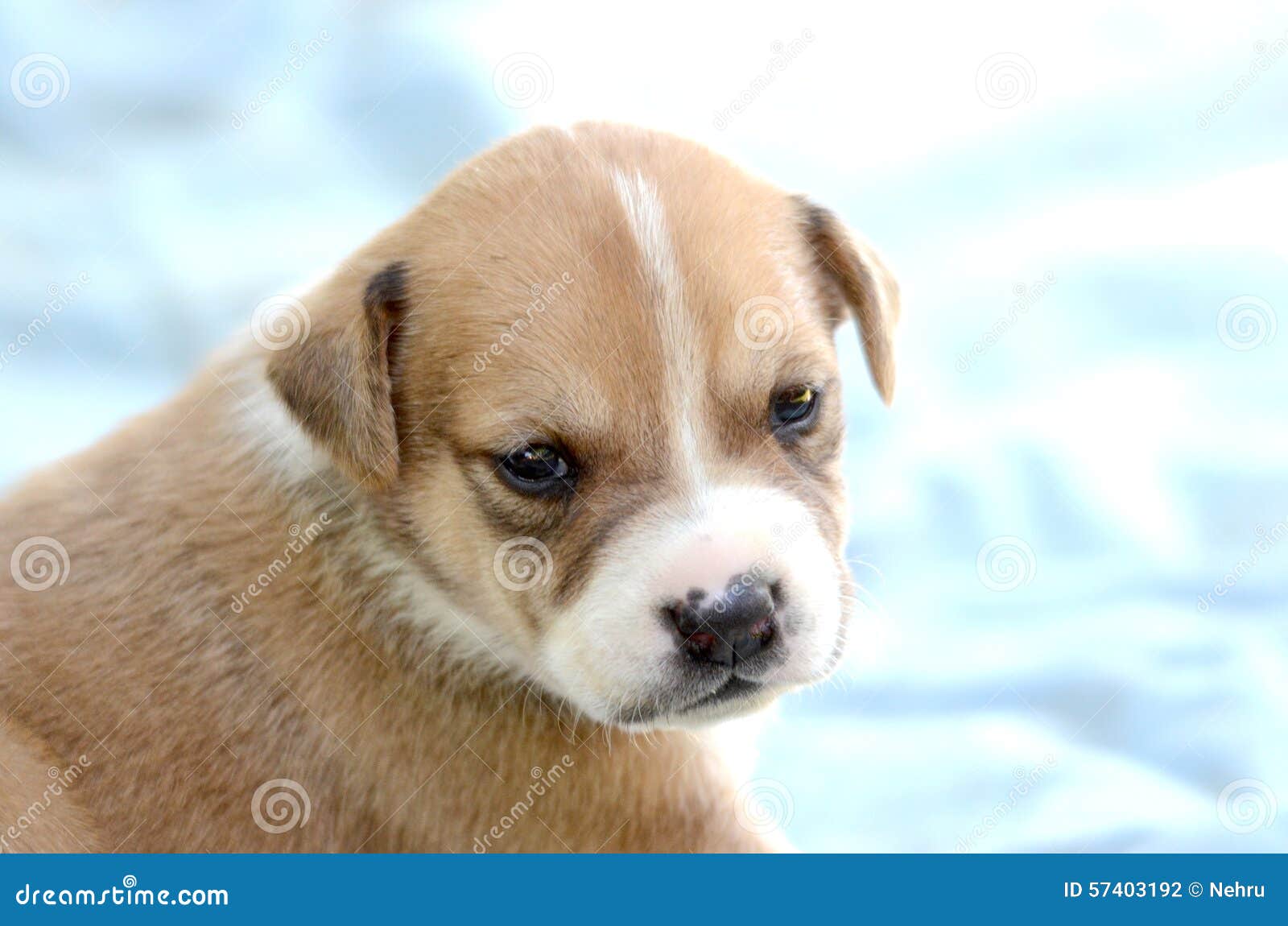 Cute amstaff puppy stock photo. Image of brown, terrier - 57403192