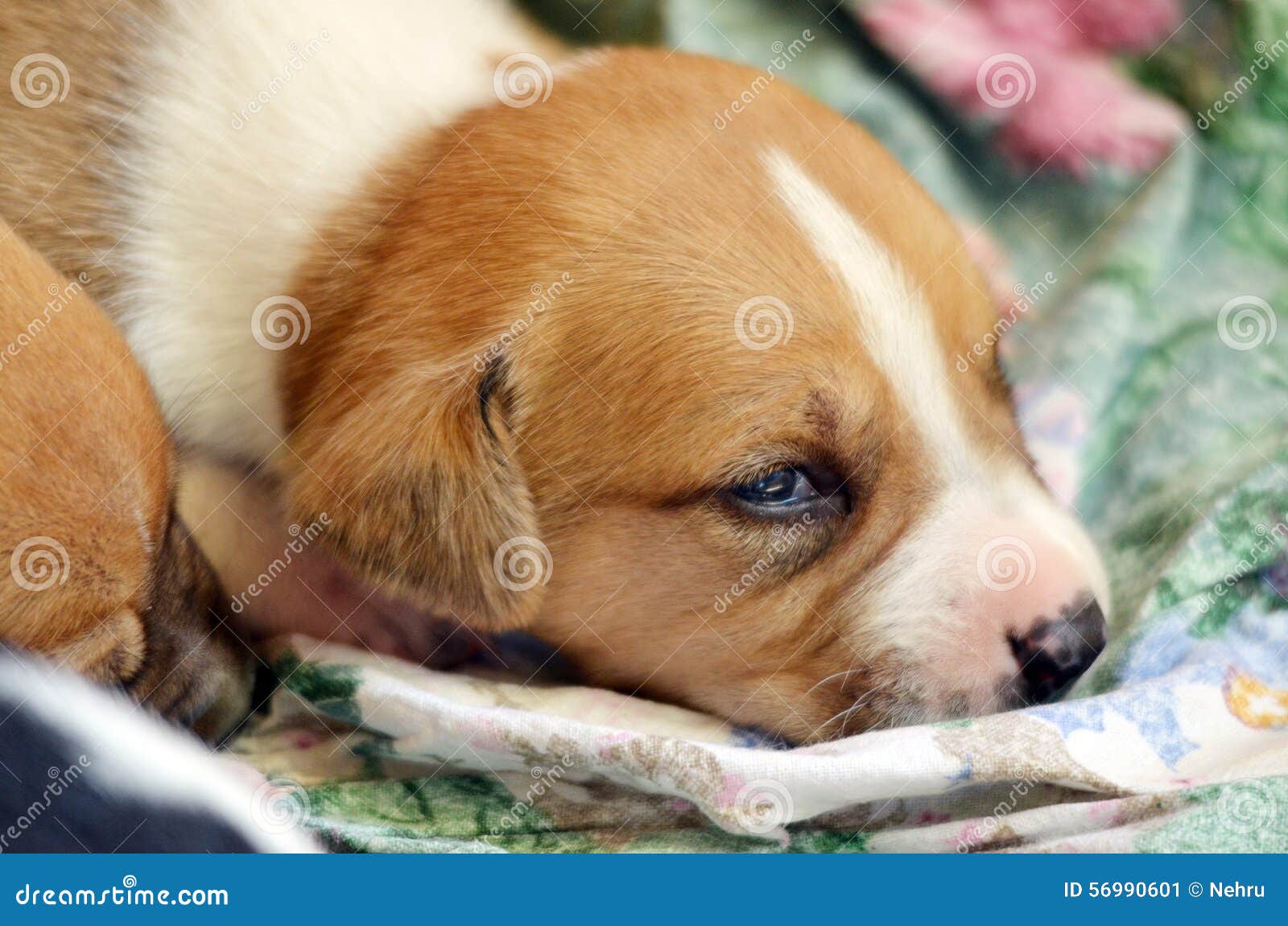 Cute Amstaff Pyppy Sleeping Stock Image - Image of pyppy, cute: 56990601