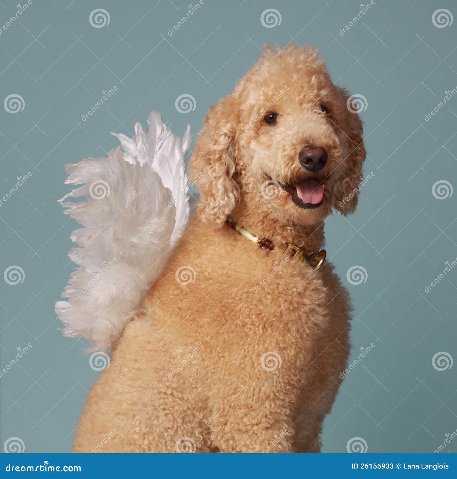 Cute angel poodle stock image. Image of poodle, obedient - 26156933