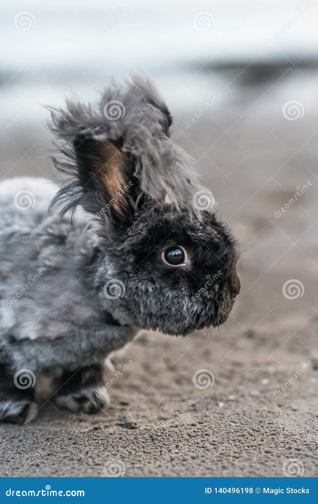 Cute Angora Bunny stock photo. Image of bunny, hermelin - 140496198