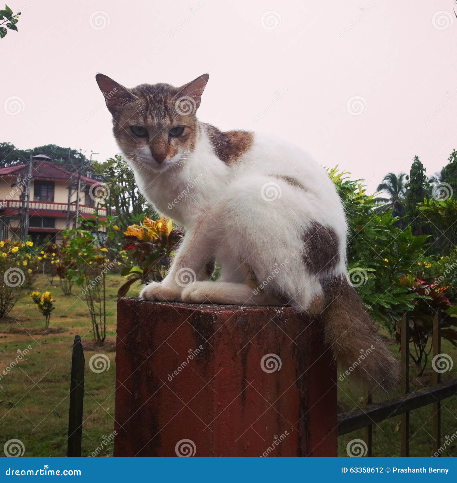 Cute angry cat stock photo. Image of cute, garden, angry - 63358612