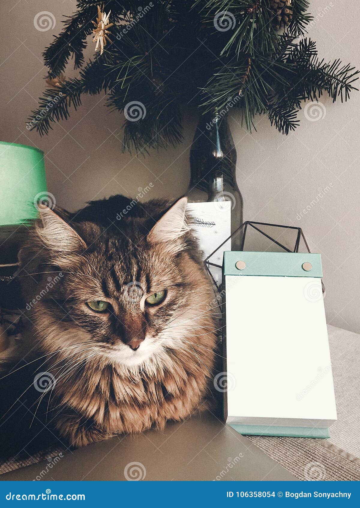 Cute Angry Cat Sitting on Table at Empty Notes. Space for Text Stock ...