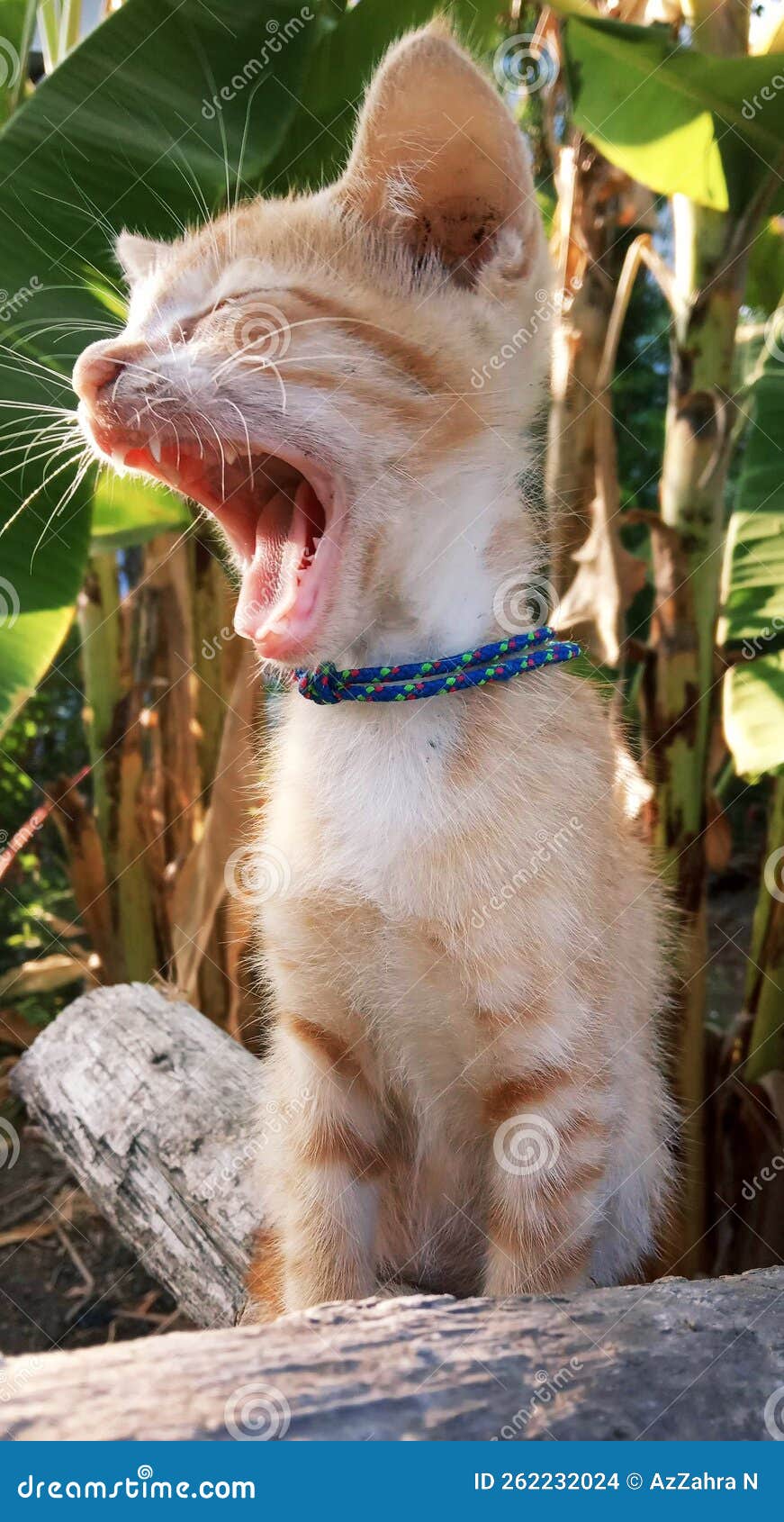 The cute angry little cat stock photo. Image of green - 262232024