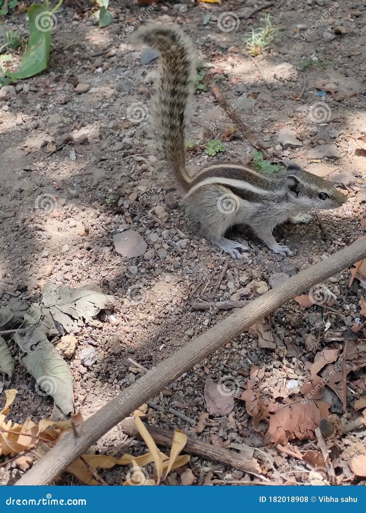 Cute animals in ground stock photo. Image of ground - 182018908
