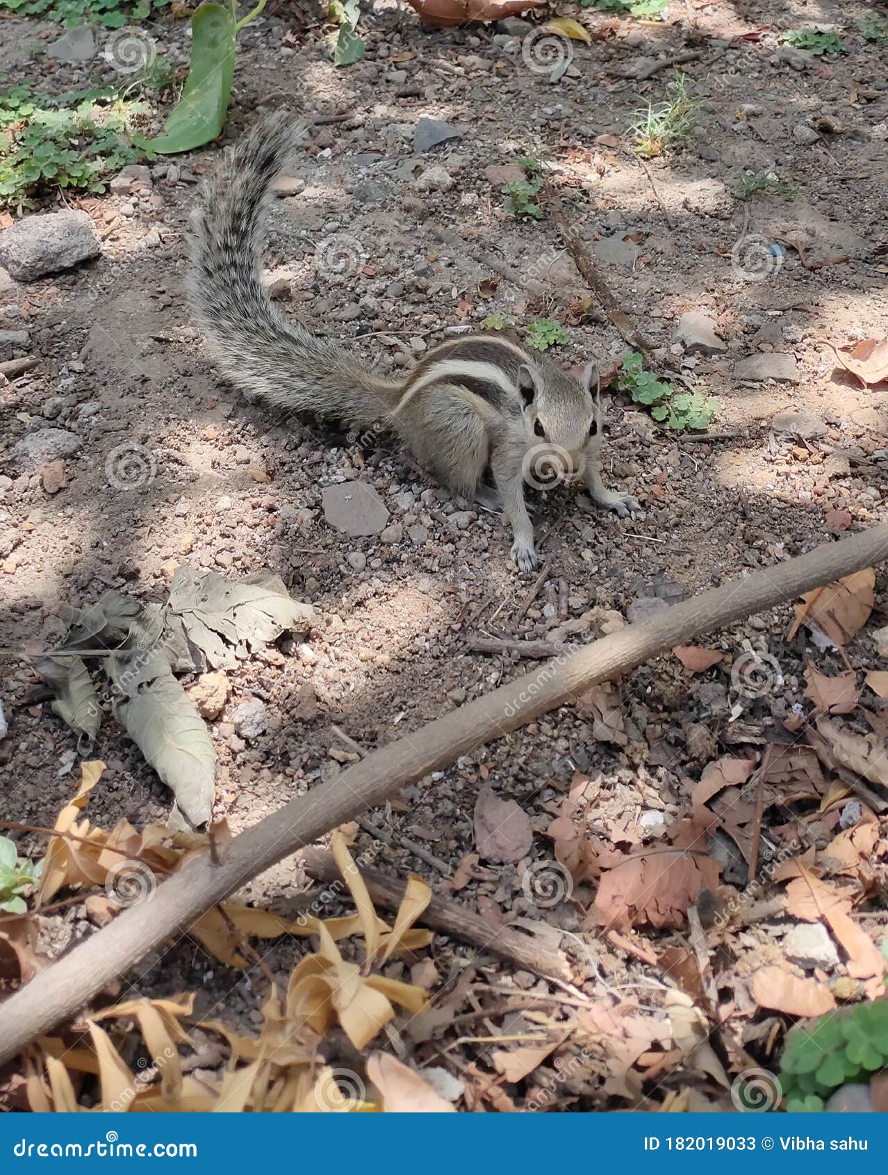 Cute animals in ground stock image. Image of ground - 182019033