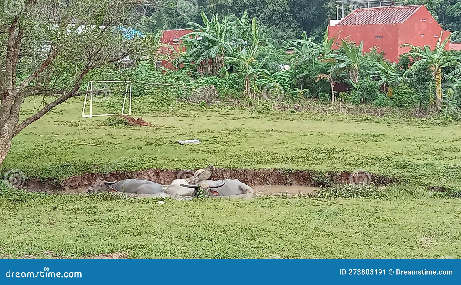 Cute Animals Taking a Bath Together Stock Image - Image of together ...