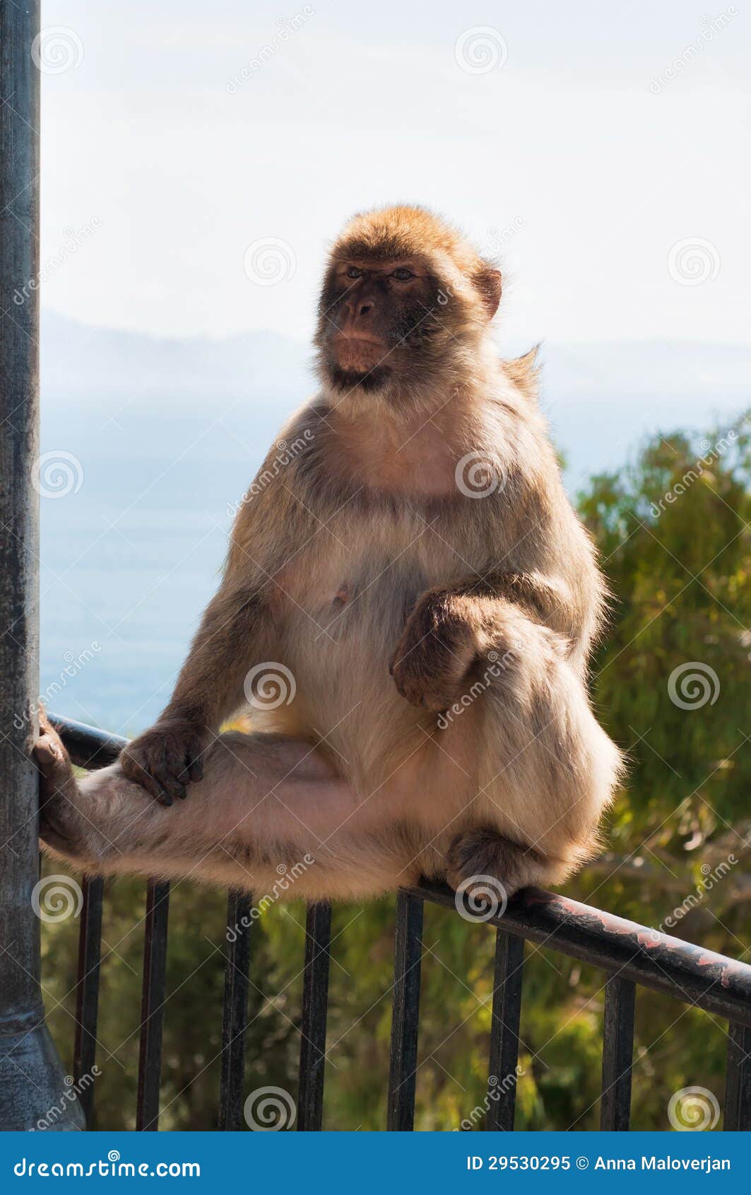 Cute ape in Gibraltar stock image. Image of outdoor, monkey - 29530295