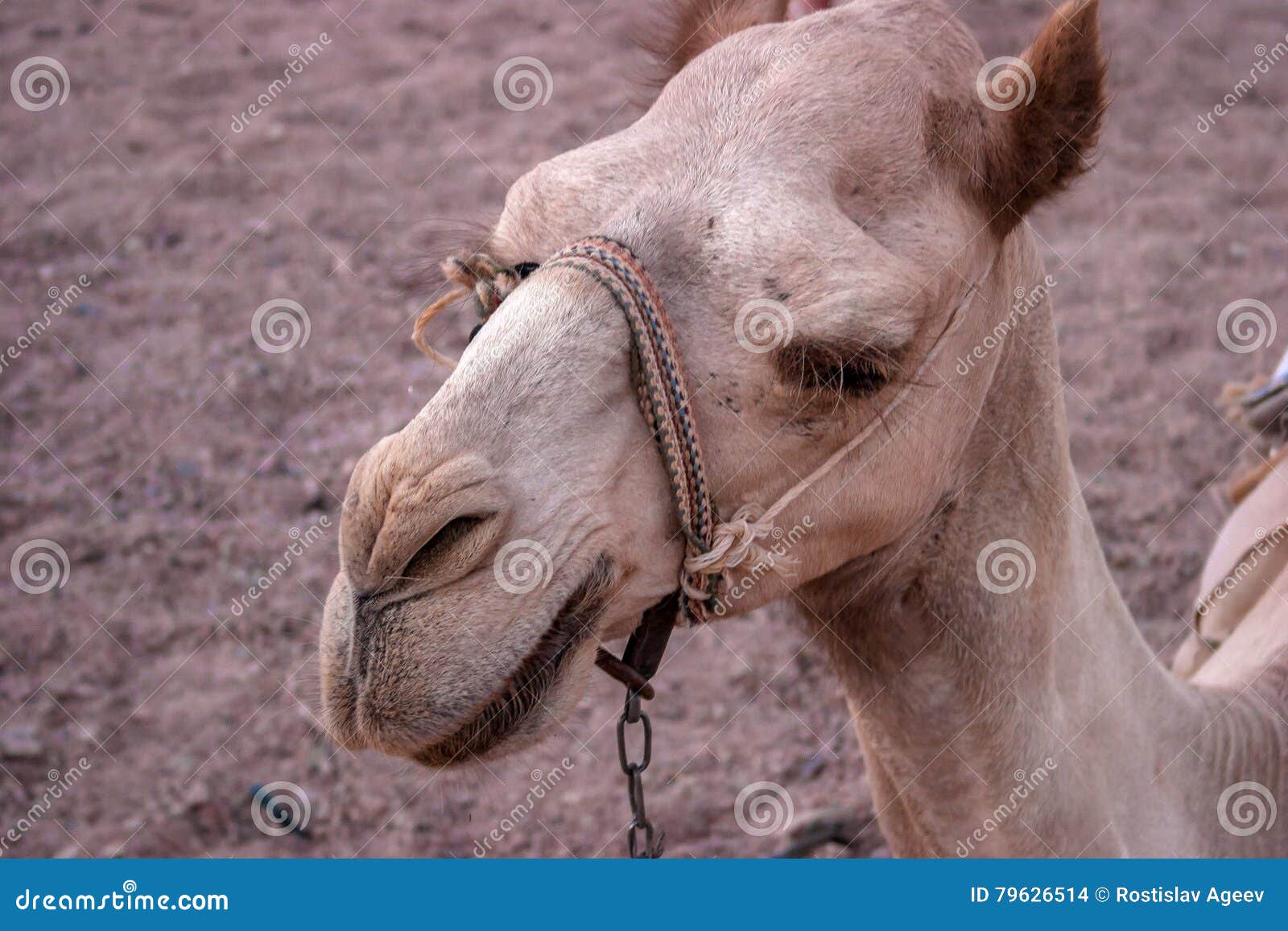 Cute Arabic Camel Head, Sharm El Sheikh, Egypt Stock Photo - Image of ...