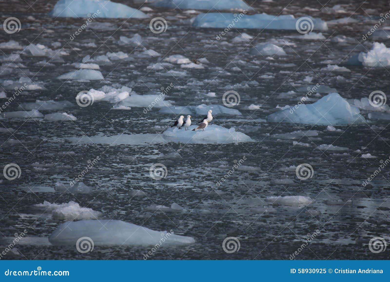 592 Small Iceberg Floating Photos - Free & Royalty-Free Stock Photos ...