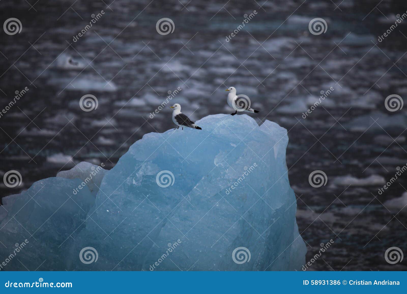 Iceberg With Birds Flying Around, Antarctica Royalty-Free Stock Photo ...