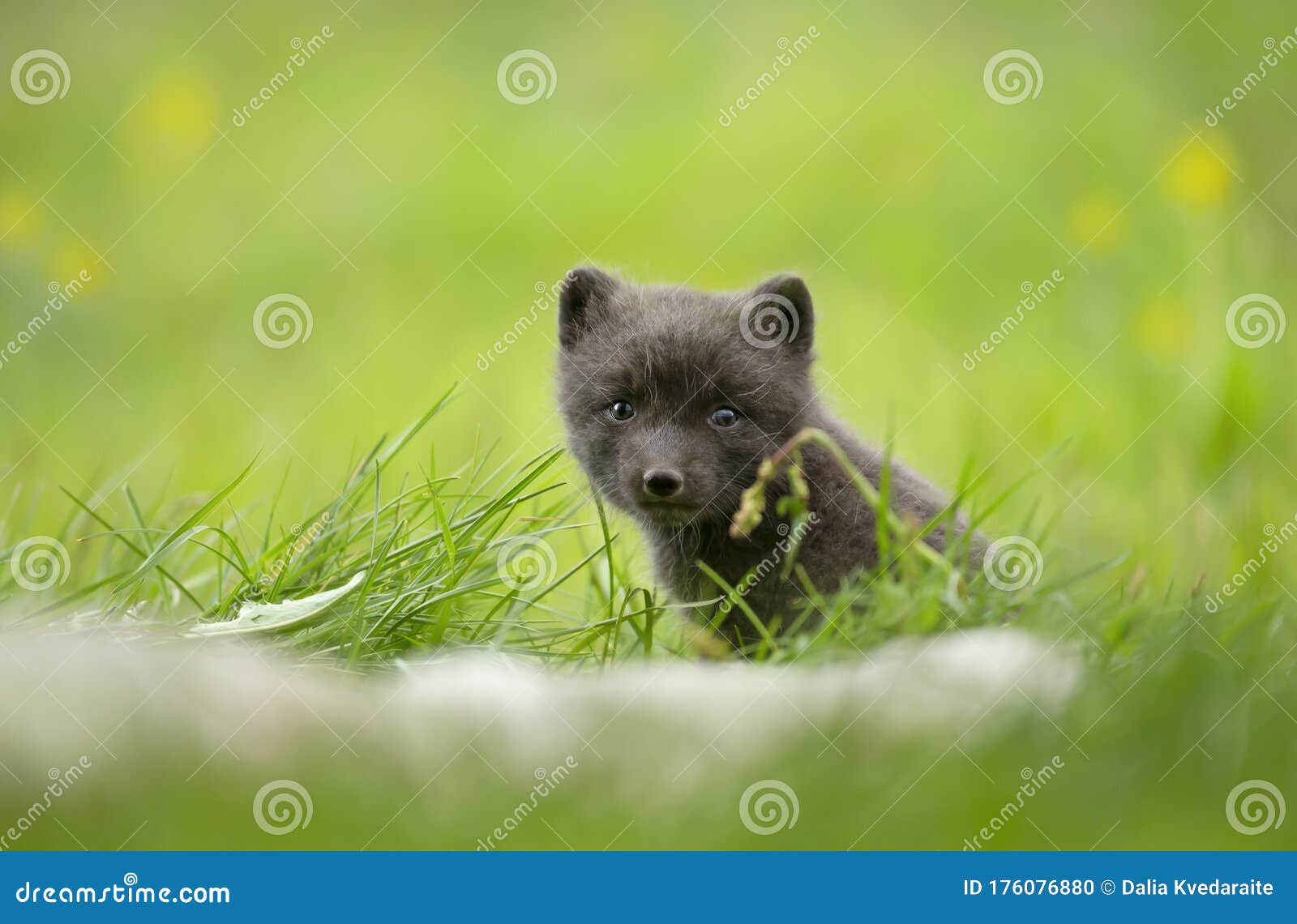 Cute Arctic Wolf Cub Hiding Behind Its Mother, Canis Lupus Arctos Stock ...