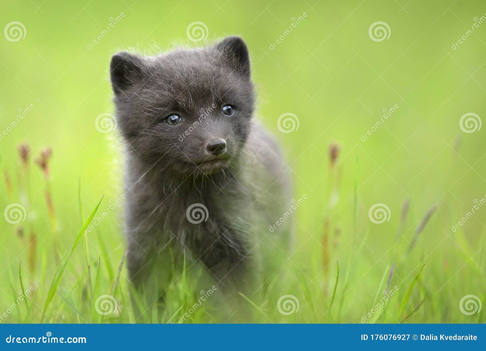 Cute Arctic Wolf Cub Hiding Behind Its Mother, Canis Lupus Arctos Stock ...