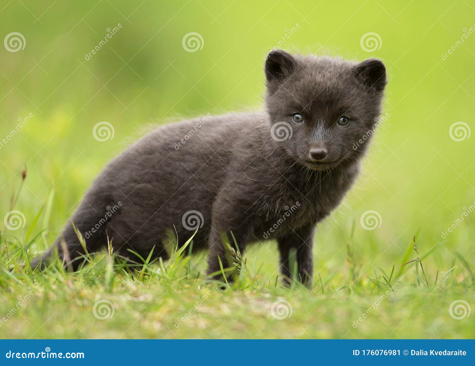 Cute Arctic Wolf Cub Hiding Behind Its Mother, Canis Lupus Arctos Stock ...