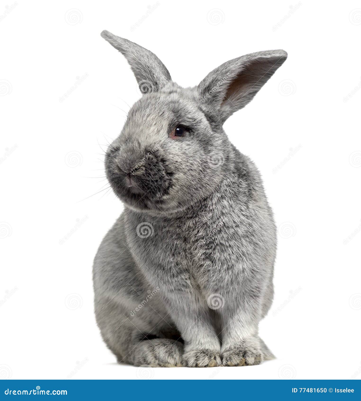 Cute Argente rabbit stock photo. Image of rabbit, questioning - 77481650