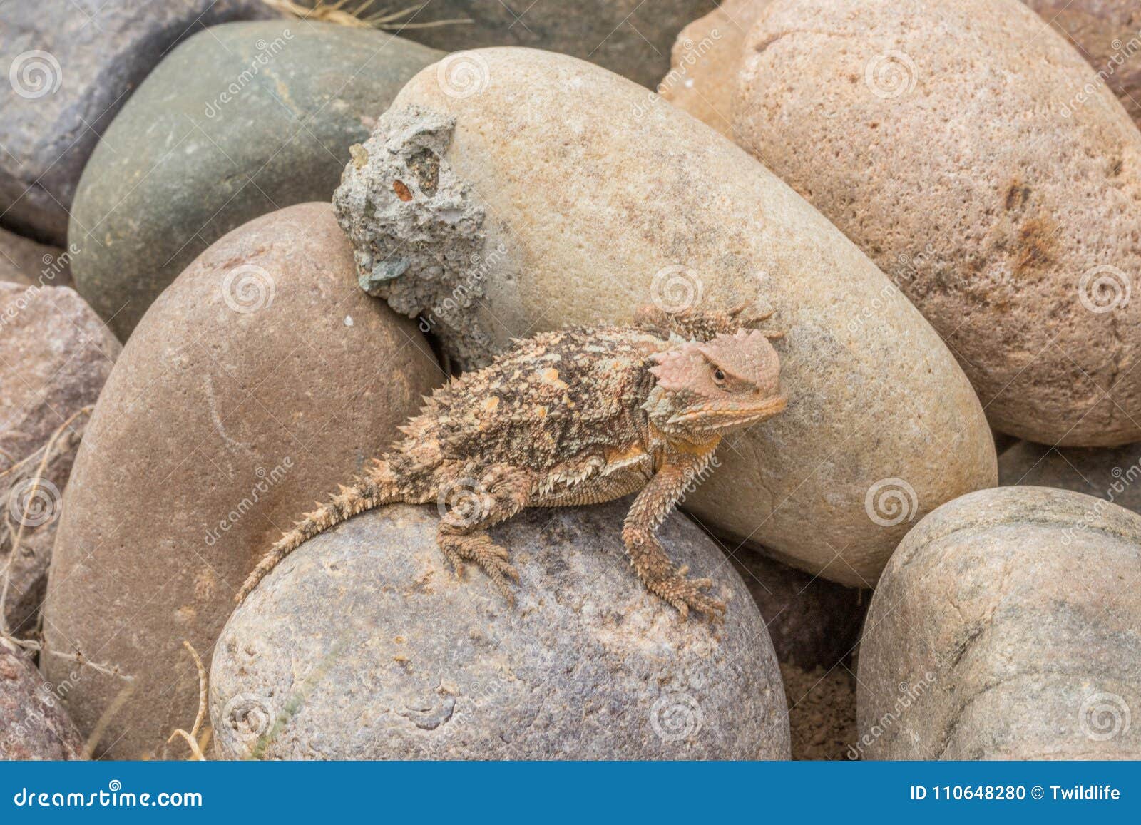 Arizona Horned Toad in Rocks Stock Photo - Image of reptile, lizard ...
