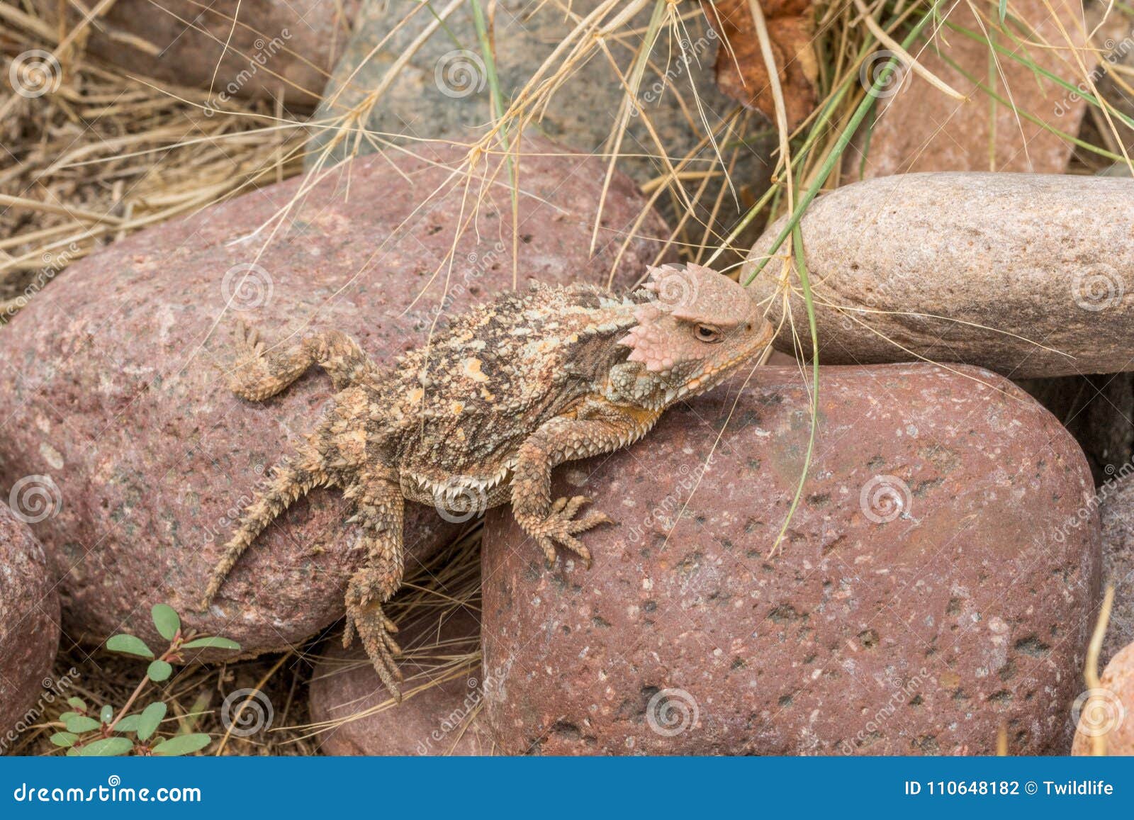 Cute Arizona Horned Toad stock photo. Image of horned - 110648182