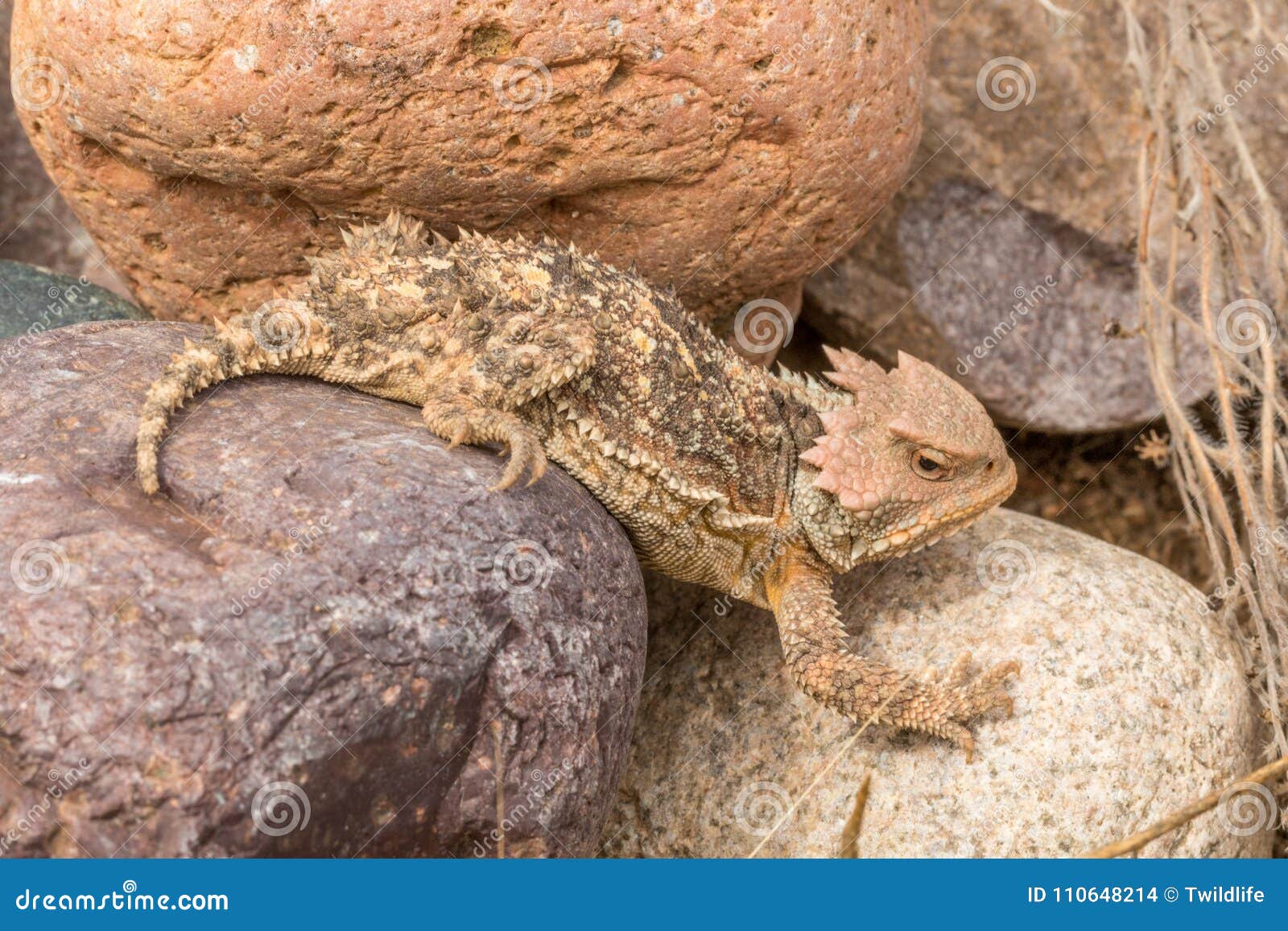 Cute Arizona Horned Toad in Rocks Stock Photo - Image of nature, lizard ...