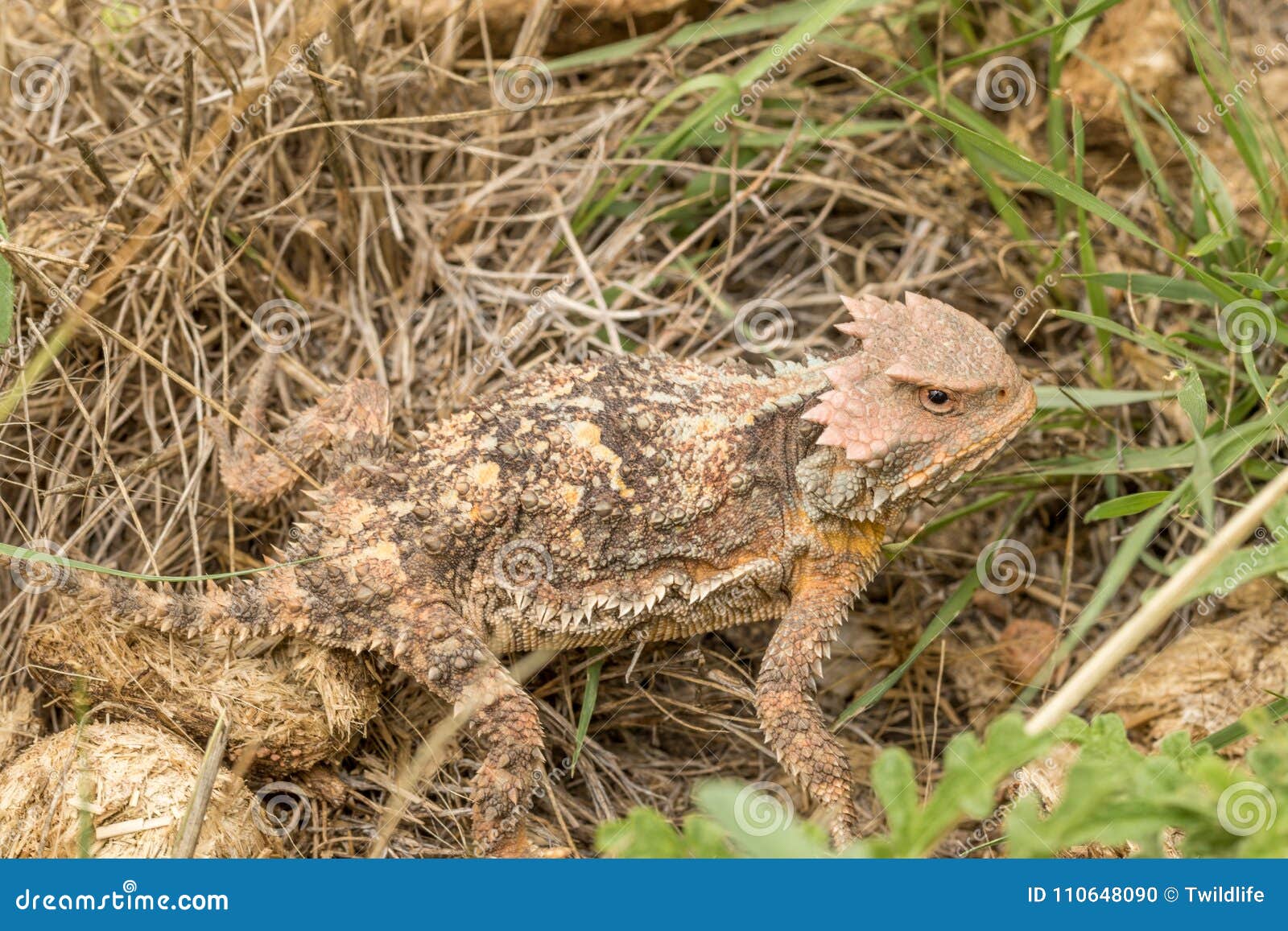 Arizona Horned Toad in Grass Stock Photo - Image of outdoors, animal ...