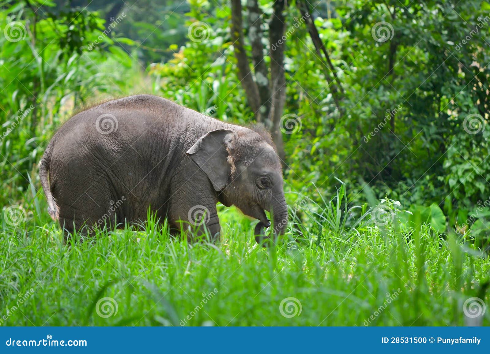Cute Asia Baby Elephant in Forest Stock Photo - Image of huge ...