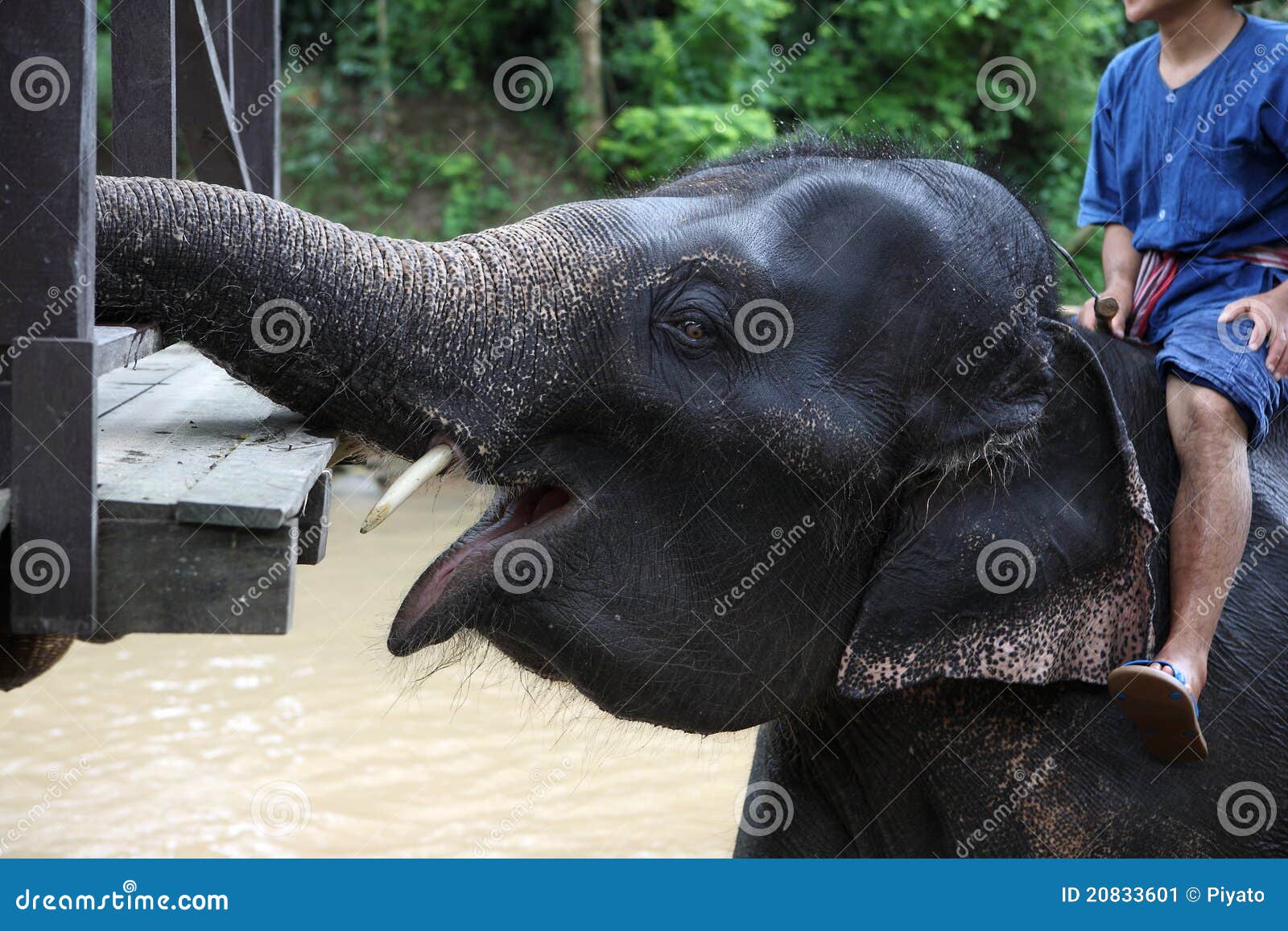 Cute Asian baby Elephant stock image. Image of natural - 20833601