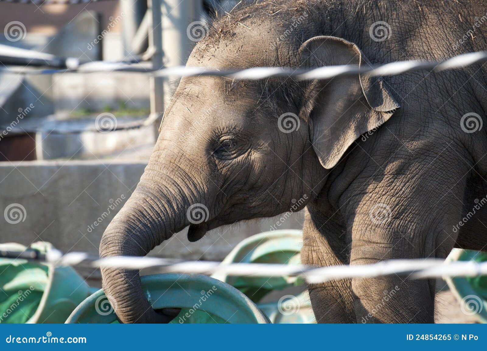 Cute Asian Baby Elephant at the Zoo Stock Image - Image of outside ...