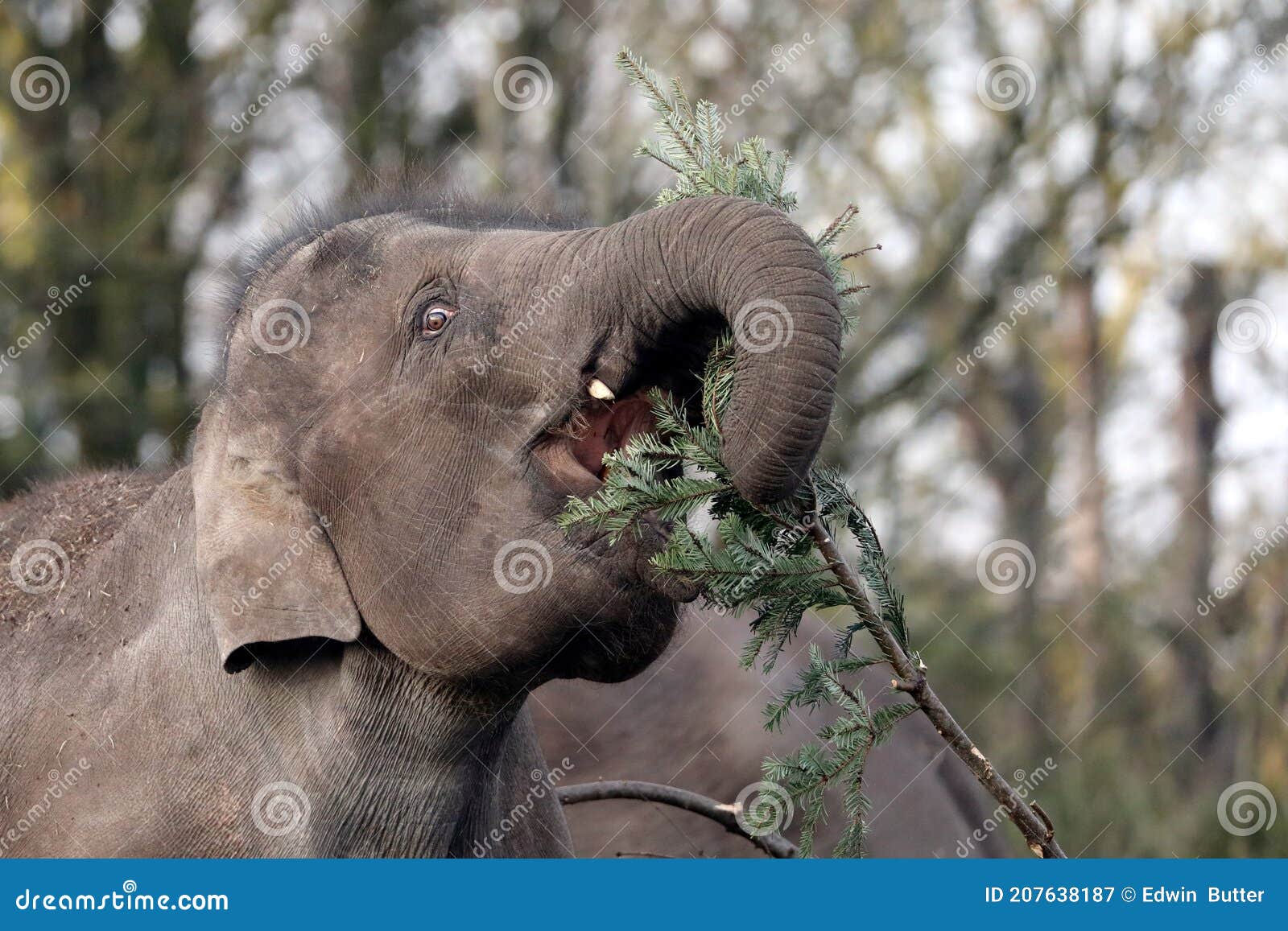 Cute Asian Elephant stock image. Image of elephant, travel - 207638187