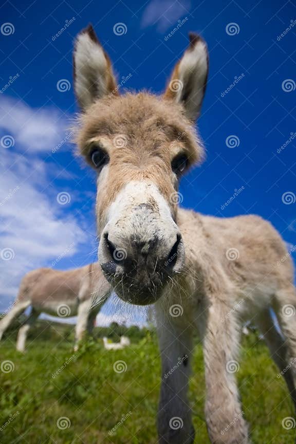 Cute stock image. Image of donkey, funny, nose, friendly - 5461137