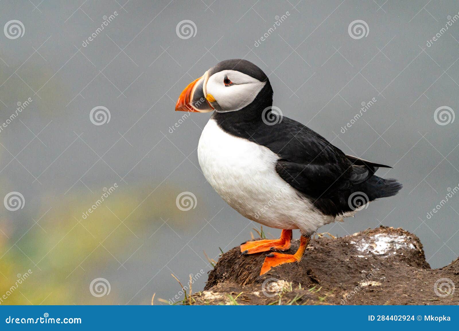Cute Atlantic Puffin on a Cliff in Iceland Stock Photo - Image of ...