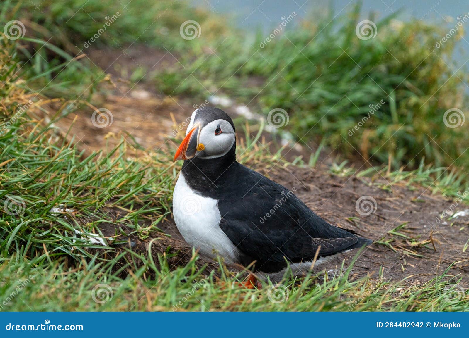 Cute Atlantic Puffin on a Cliff in Iceland Stock Photo - Image of ...