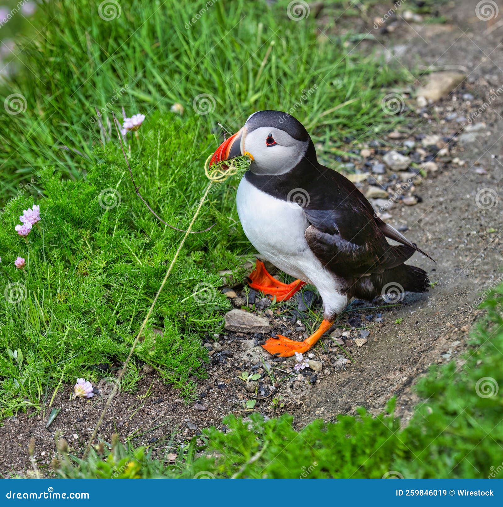 Cute Atlantic Puffin Gathering Nesting Materials Outdoors Stock Image ...