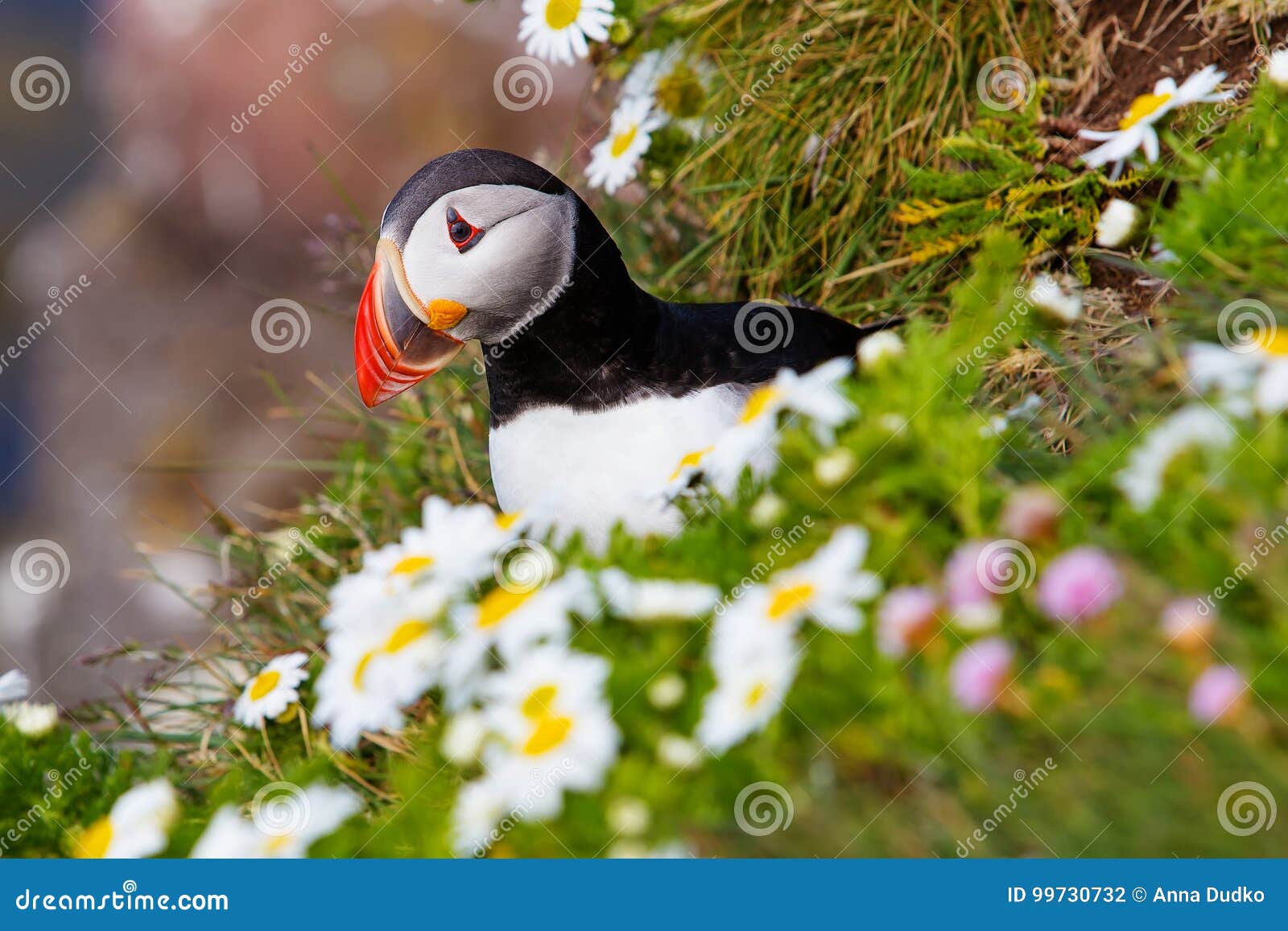 Cute Atlantic Puffin in Iceland Stock Photo - Image of iceland, lunde ...