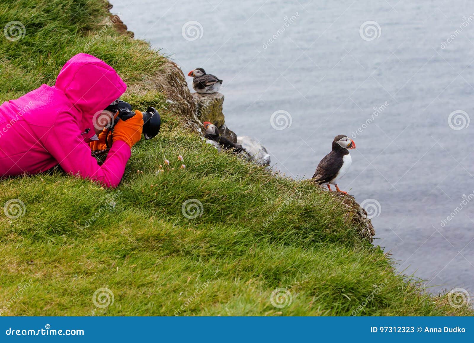 Cute Atlantic Puffin in Iceland Stock Image - Image of faroe, woman ...