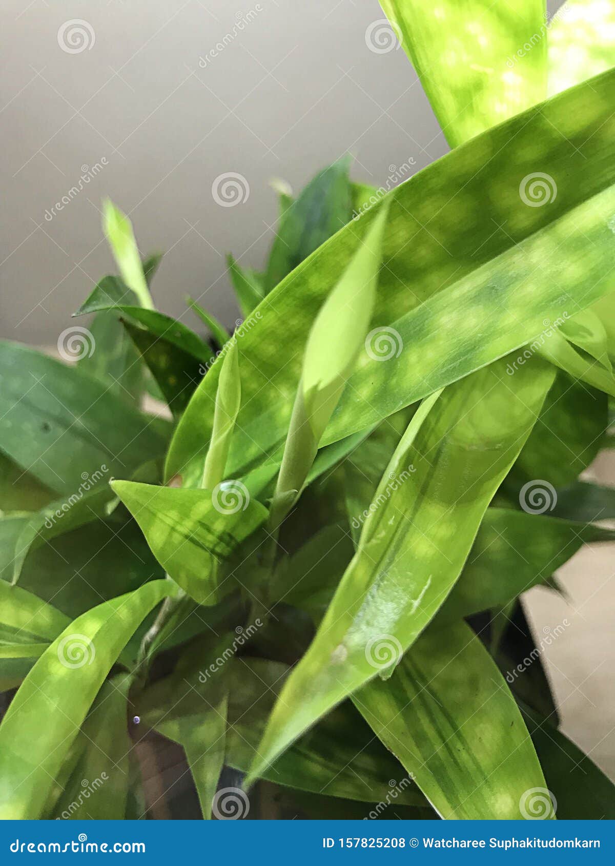 A cute young bamboo tree. stock photo. Image of greenish - 157825208