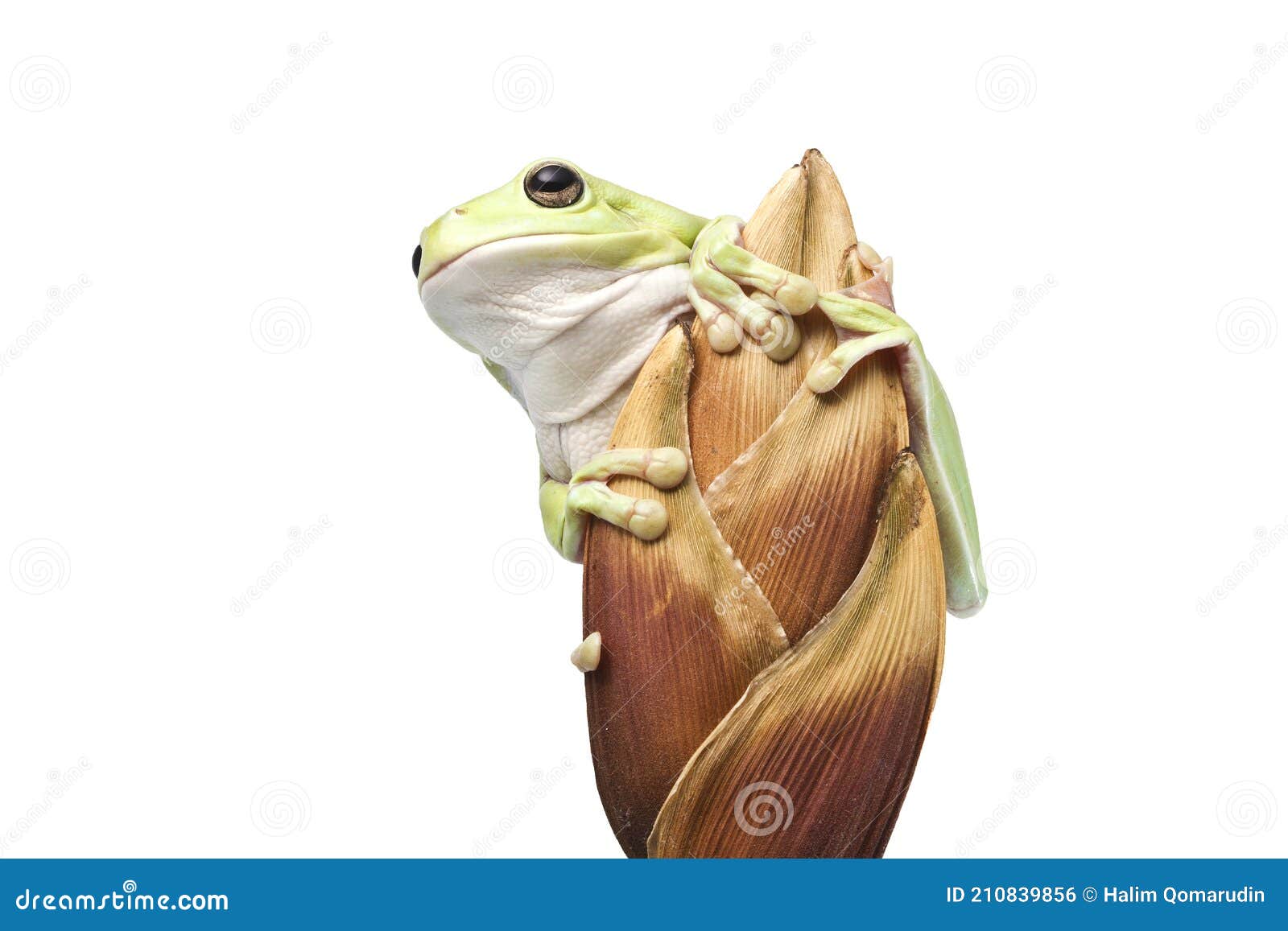 Green Tree Frog on White Background Stock Photo - Image of amphibians ...