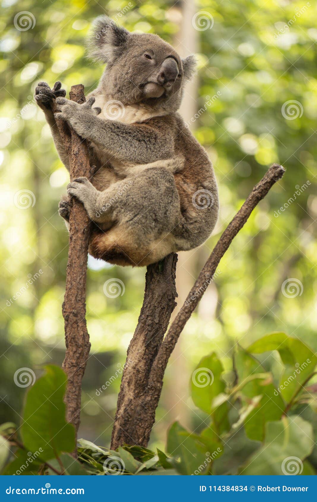 Cute Australian Koala Resting during the Day. Stock Photo - Image of ...