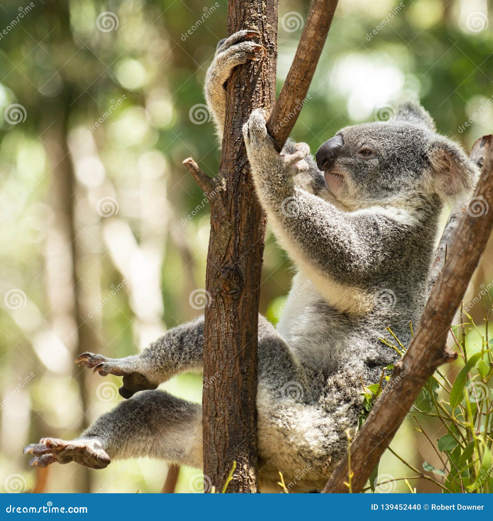 Cute Australian Koala Resting during the Day Stock Photo - Image of ...