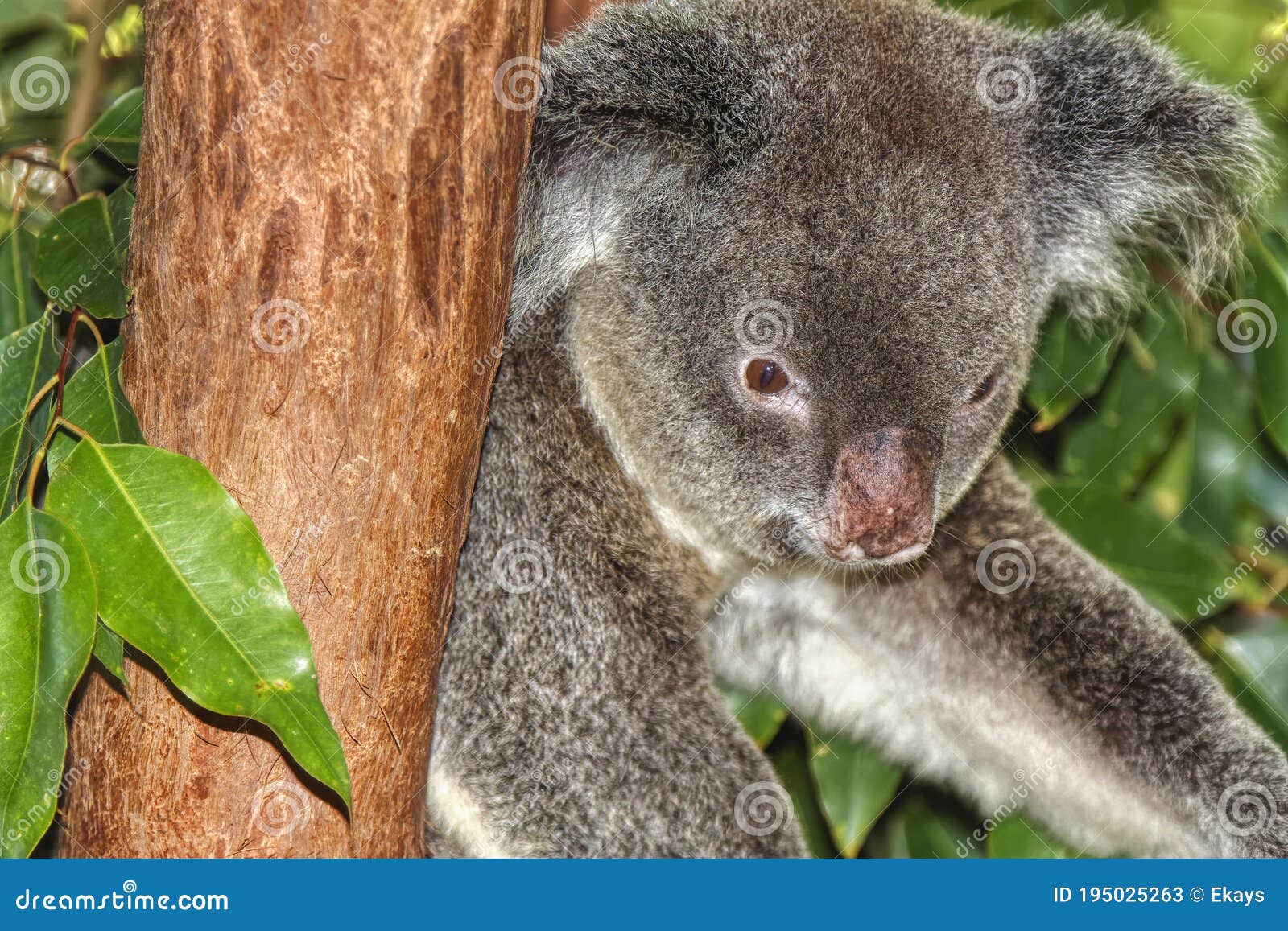 Cute Australian Koala in a Tree Stock Image - Image of adorable ...