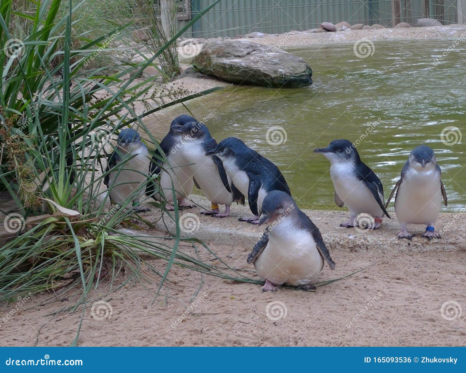 Cute Australian Little Penguins Stock Photo - Image of aquarium, minor ...